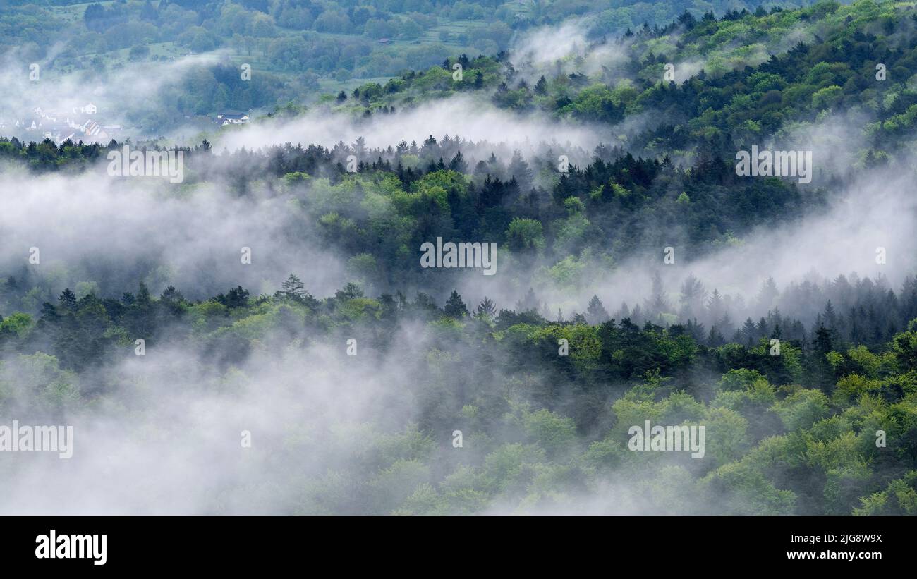 after the rain the forest steams, different shades of green in spring ...
