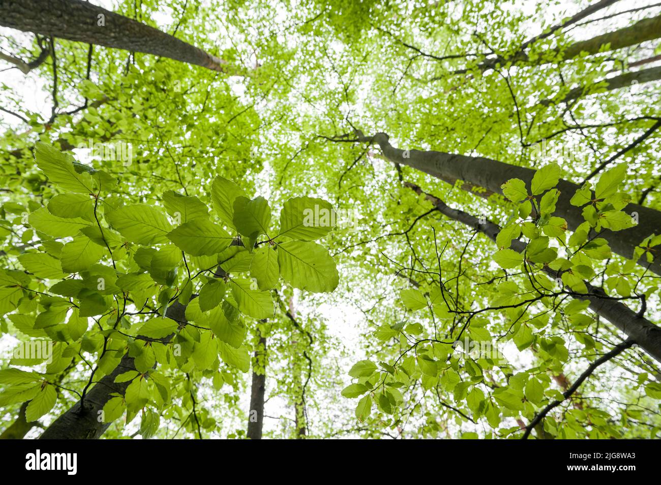 Light Green Leaves Background