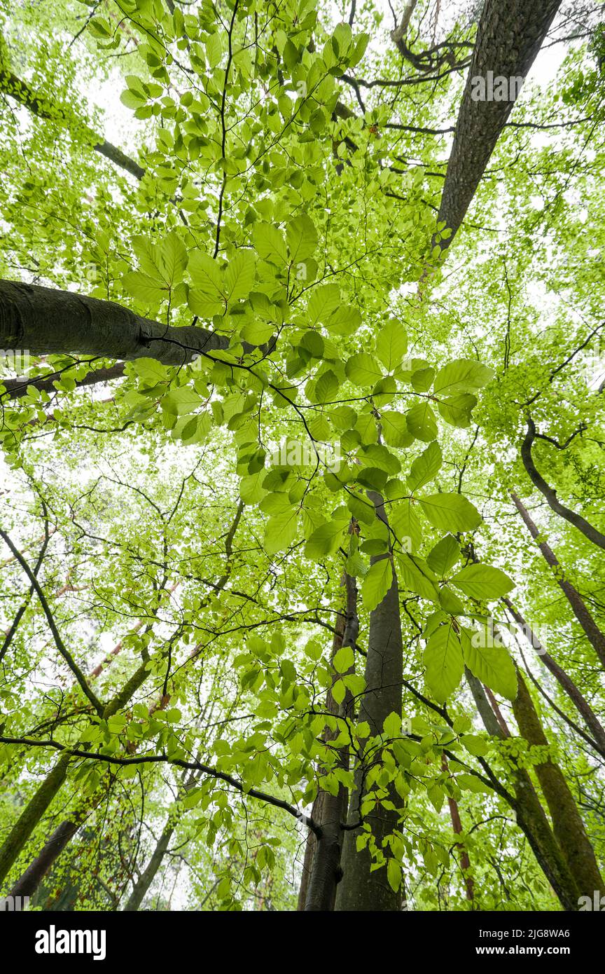 View into the canopy of copper beech trees hi-res stock photography and ...