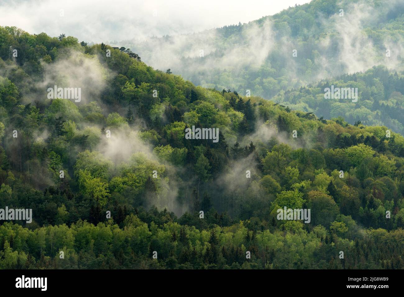 after the rain the forest steams, different shades of green in spring ...