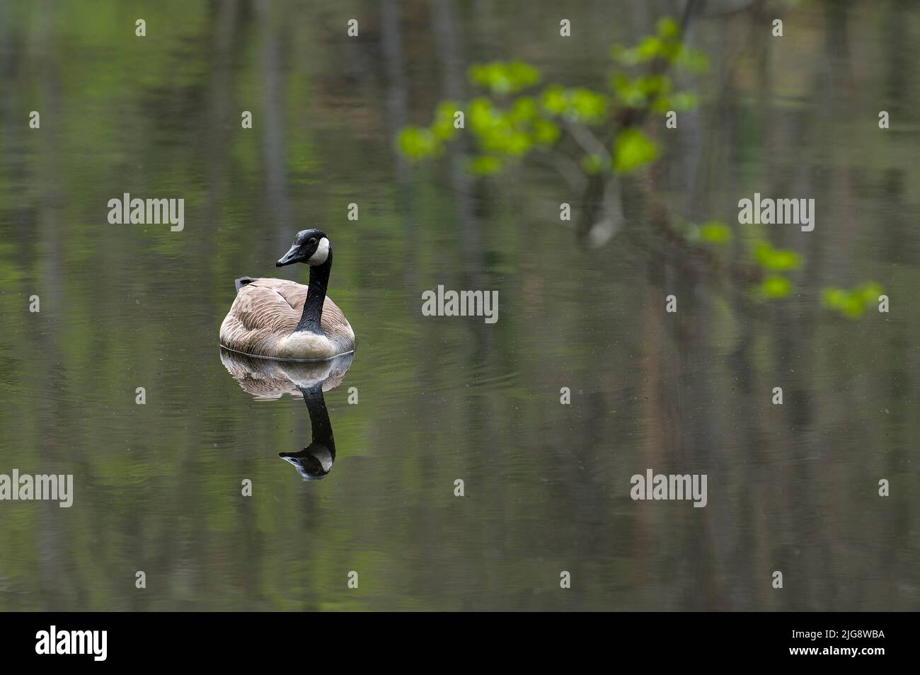 Canada Goose, Pea Pond, France, Lorraine, Moselle Department ...
