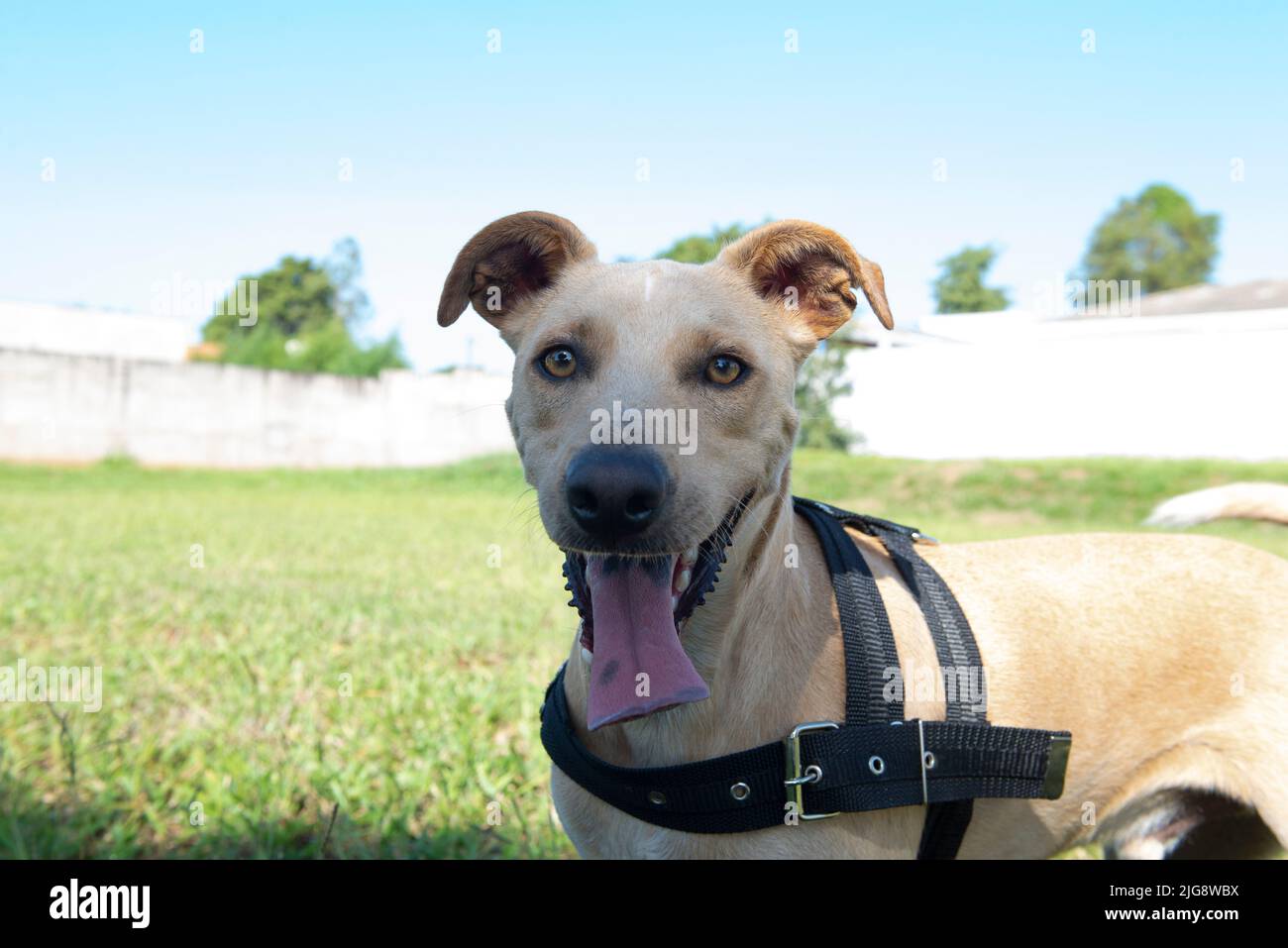 Closeup of cute mutt dog in beautiful sunny day. Typical Brazilian dog ...