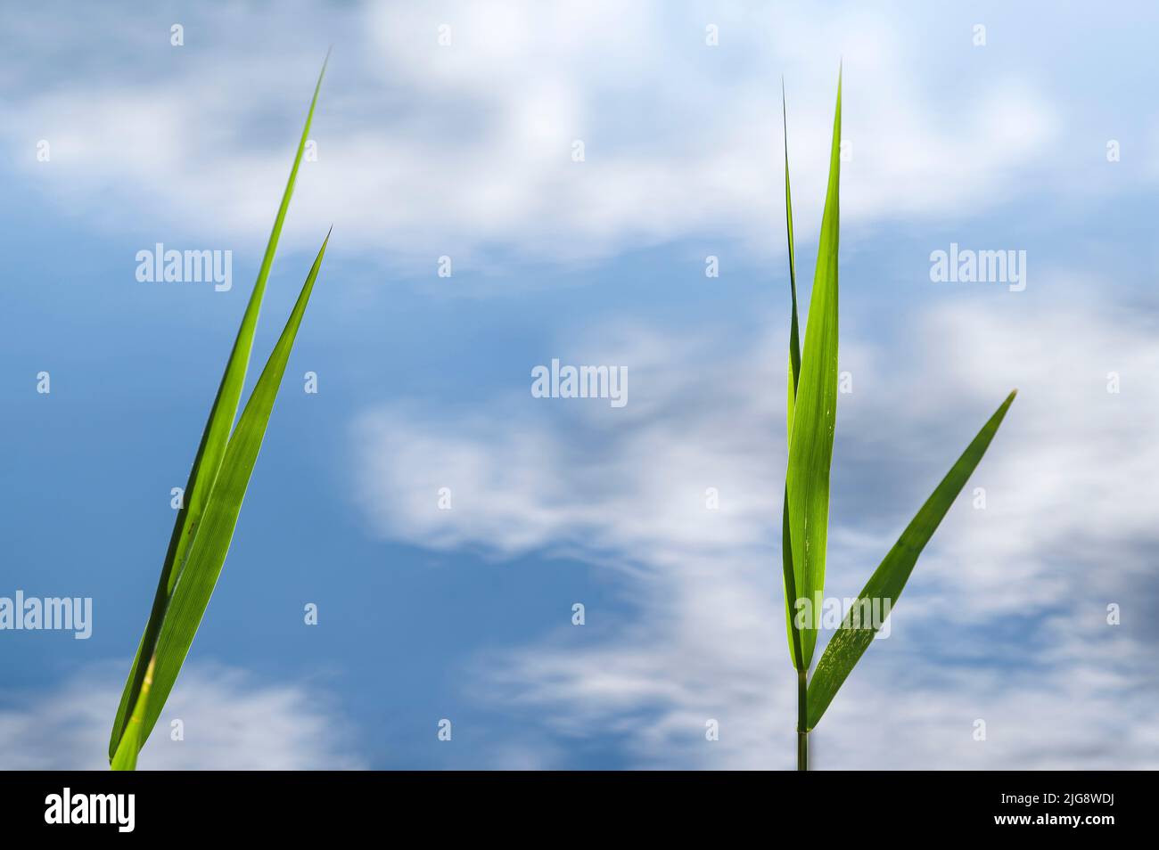 Flora fischbach hi-res stock photography and images - Alamy