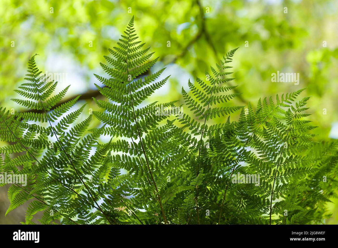 Fern, Pfälzerwald Nature Park, Pfälzerwald-Nordvogesen Biosphere ...