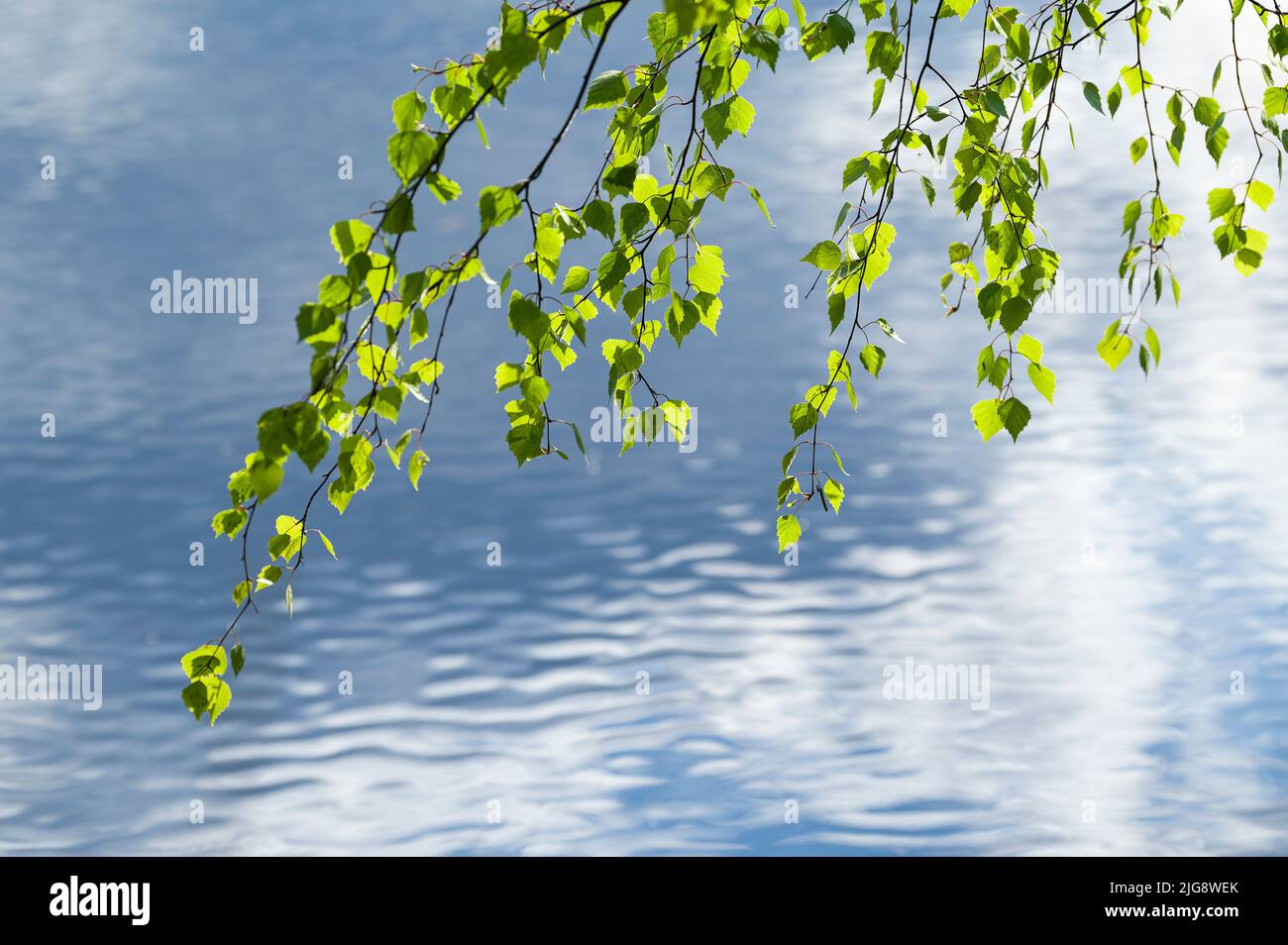 Green leaves over water hi-res stock photography and images - Alamy