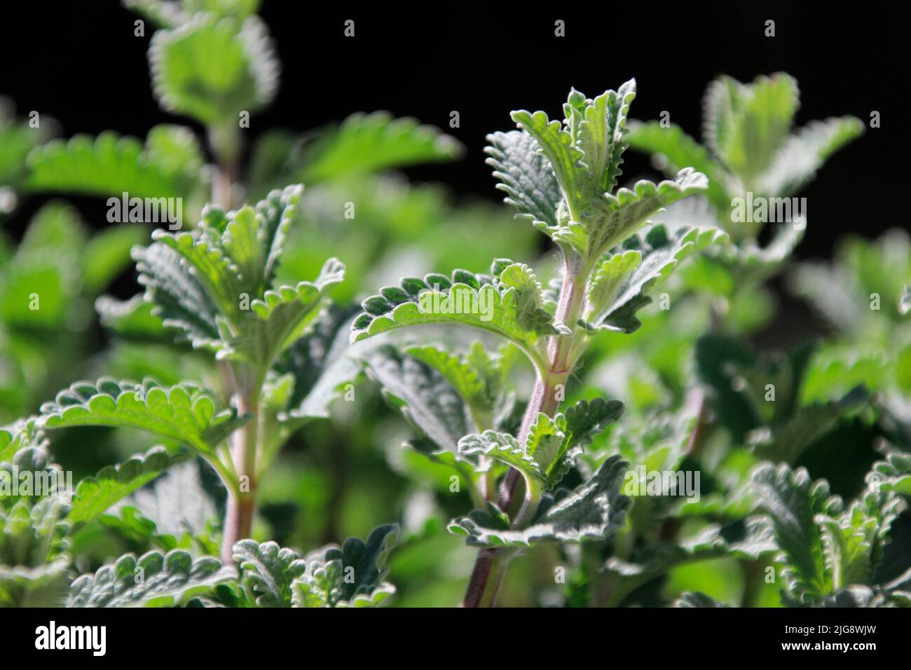 Catnip bed hi-res stock photography and images - Alamy