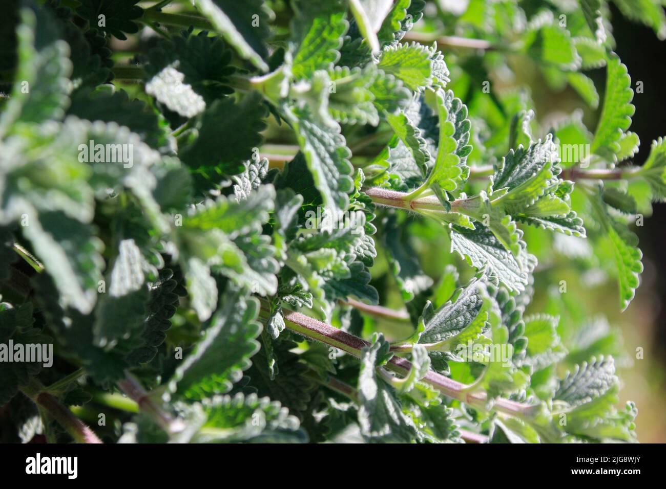 Spring flavour hi-res stock photography and images - Alamy