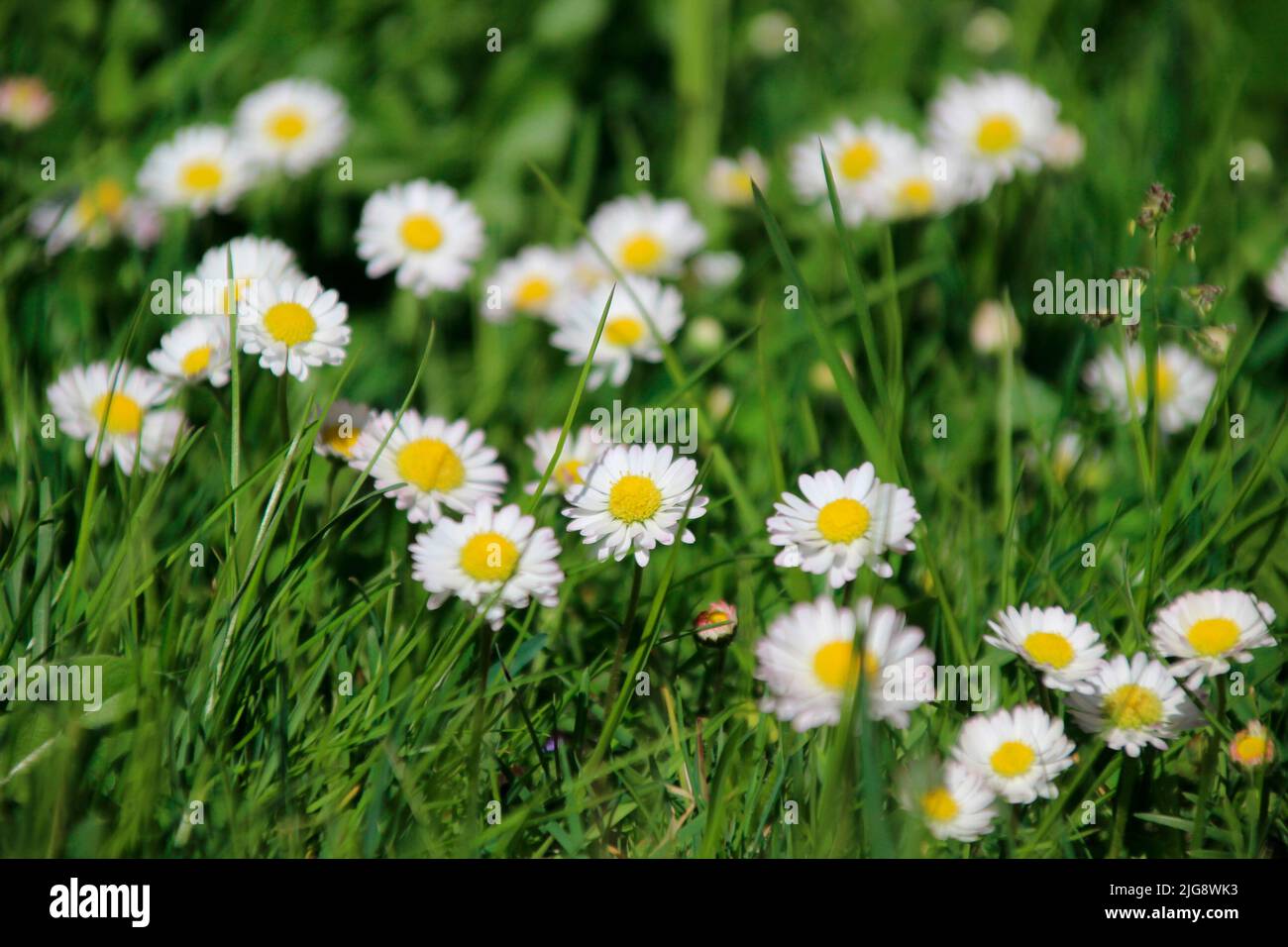 Air plants flower in spring hi-res stock photography and images - Alamy