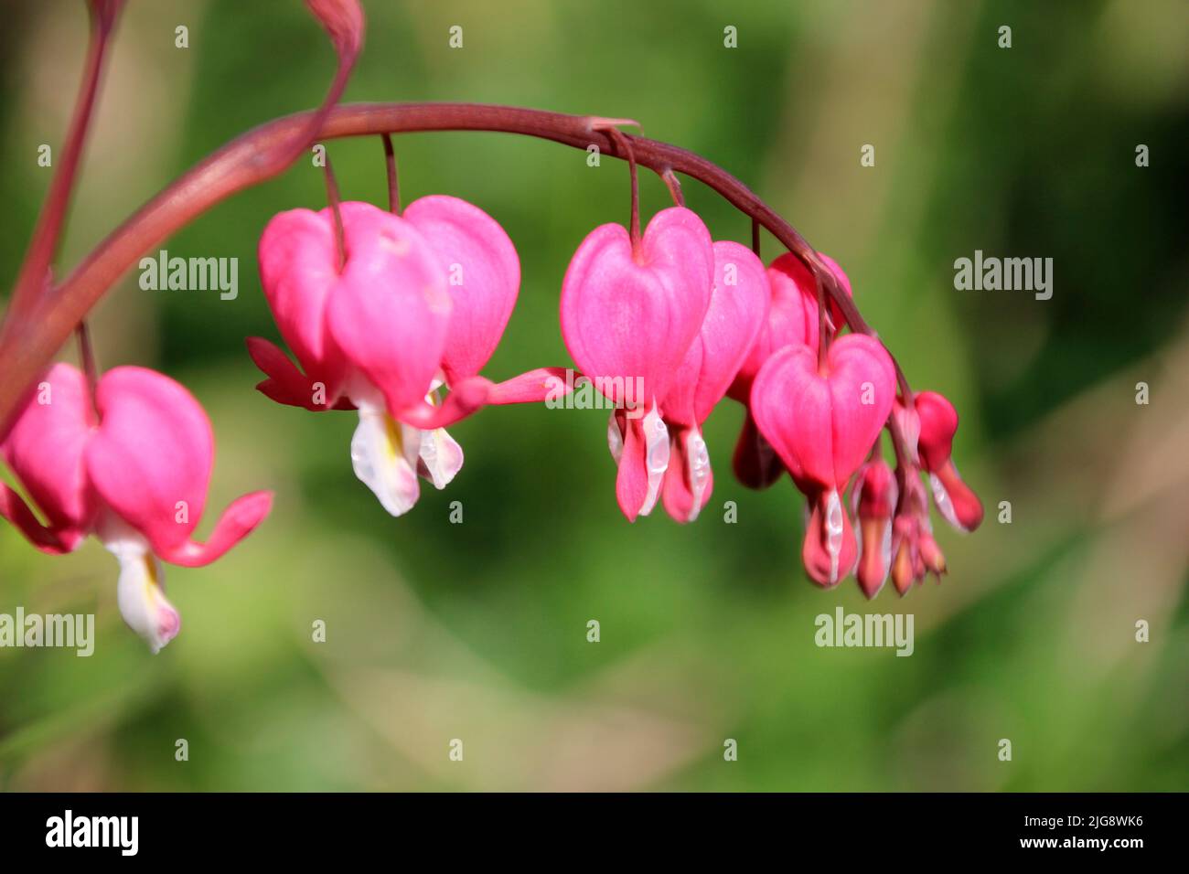 bleeding heart in flower, plant genus Lamprocapnos Stock Photo - Alamy