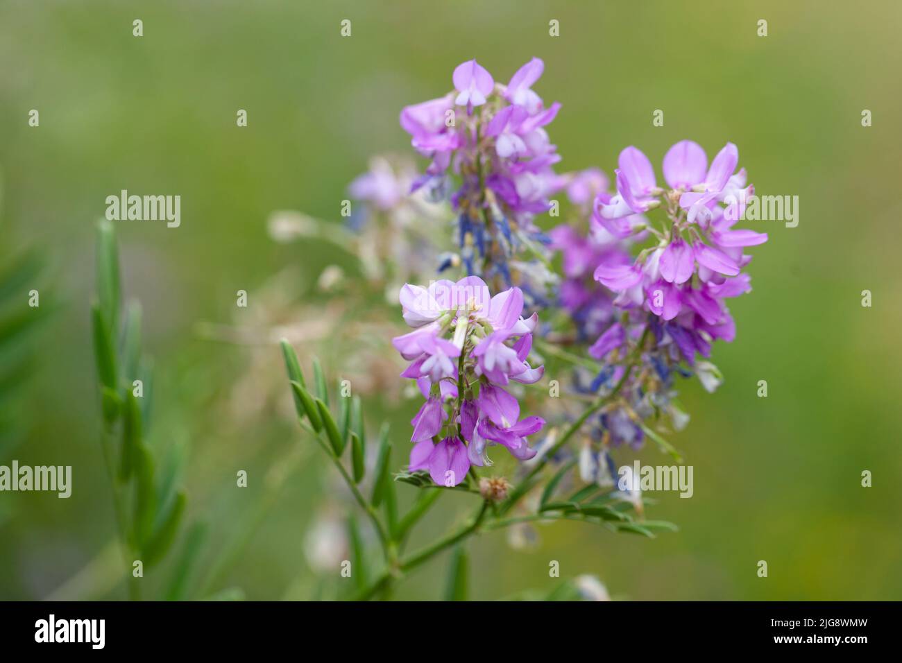Close-up of Tufted Vetch Wildflowers (Vicia cracca) growing along a ...