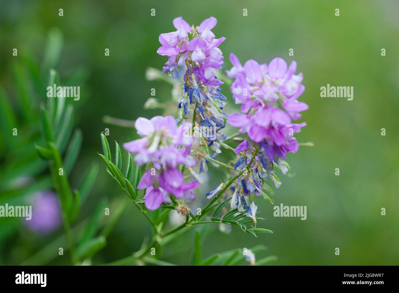 Close-up of Tufted Vetch Wildflowers (Vicia cracca) growing along a ...