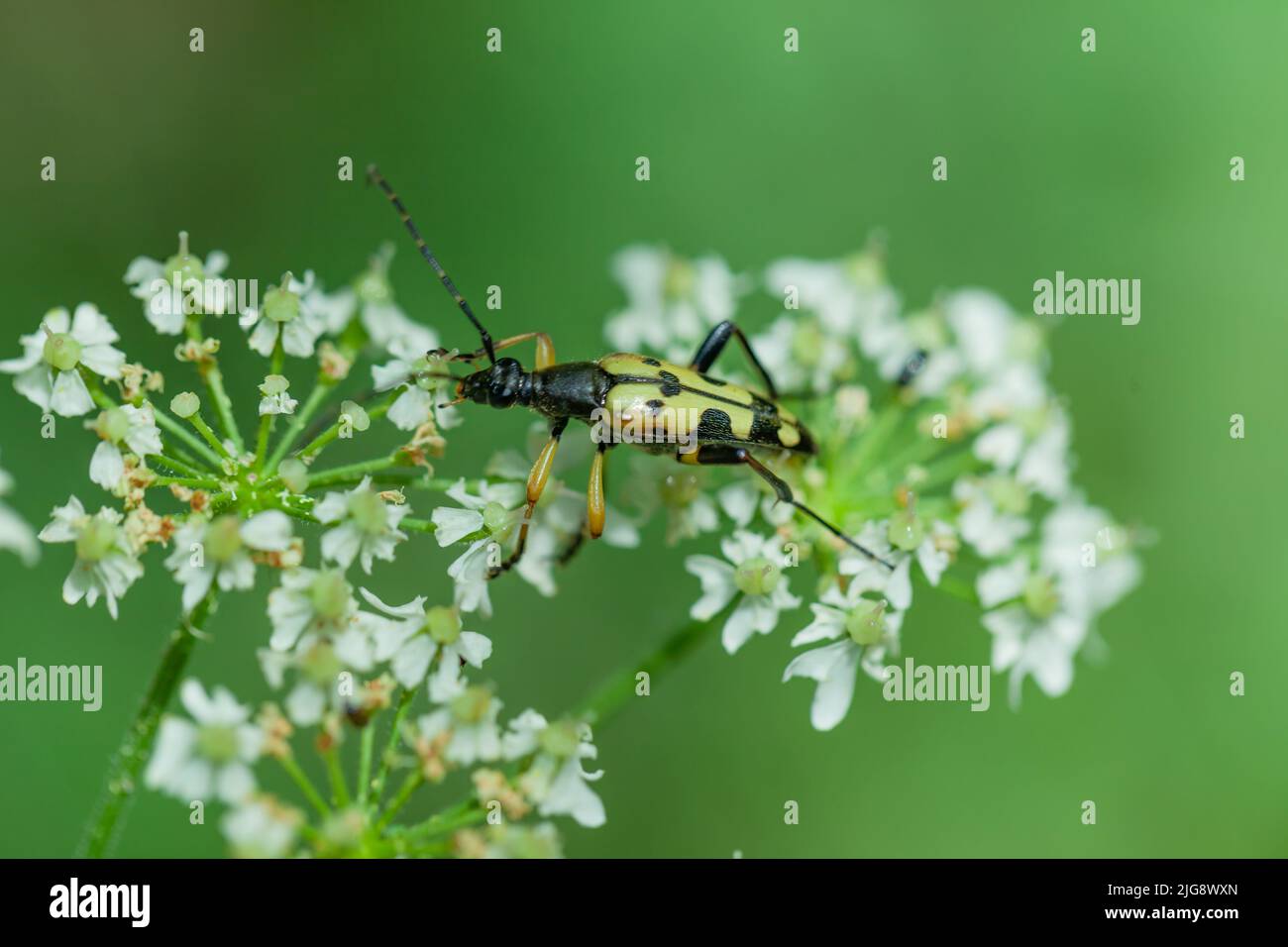 Close-up of a Black and Yellow Longhorn Beetle , Rutpela maculata Stock ...