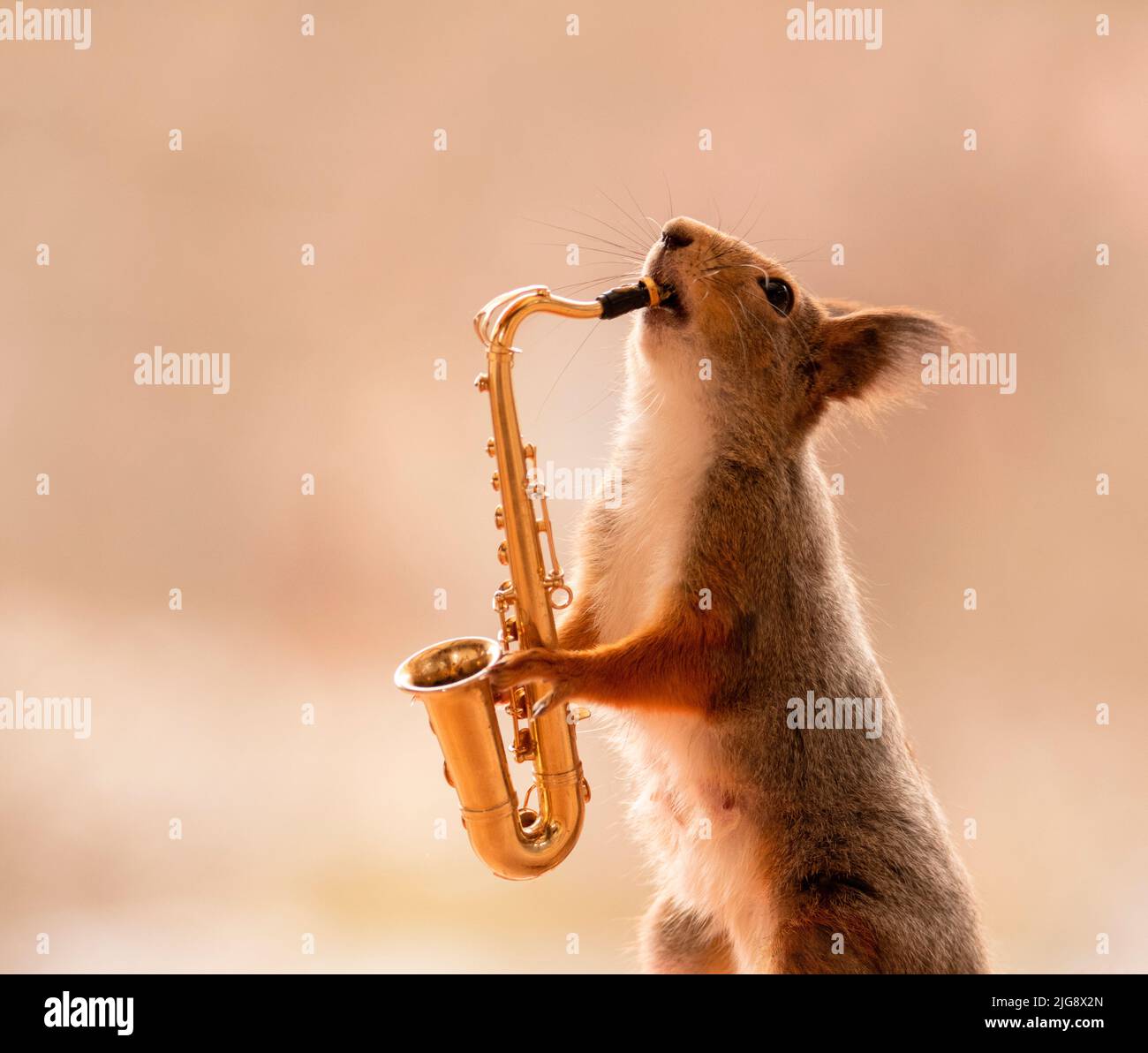 Red squirrel is holding an saxophone hi-res stock photography and ...