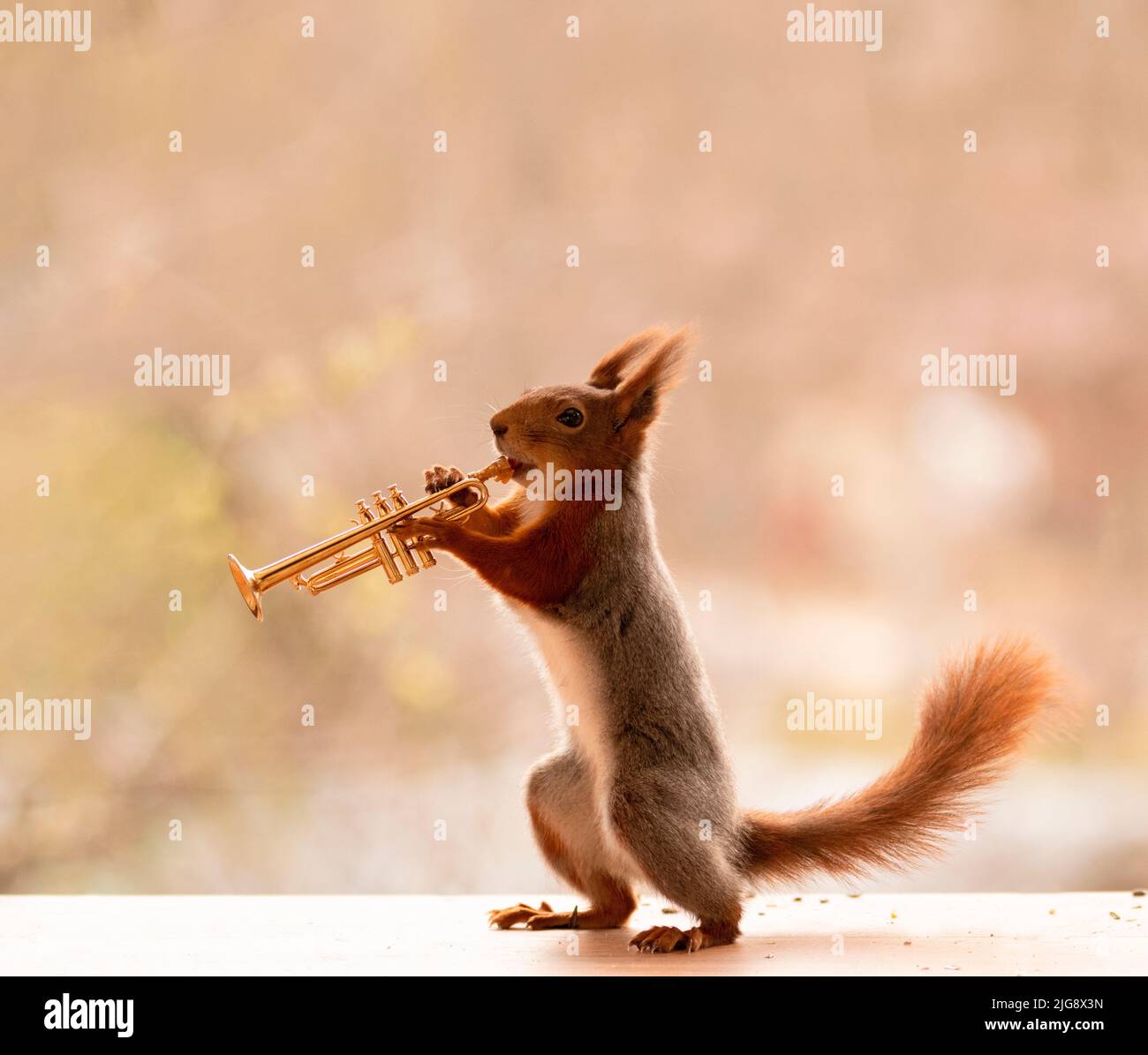 Red squirrel is holding an trumpet hi-res stock photography and images ...