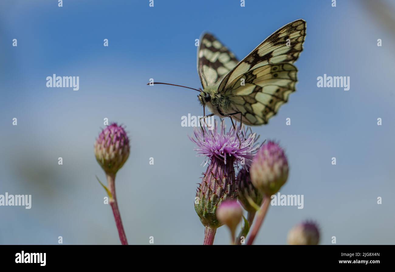 Butterfly forgaging hi-res stock photography and images - Alamy