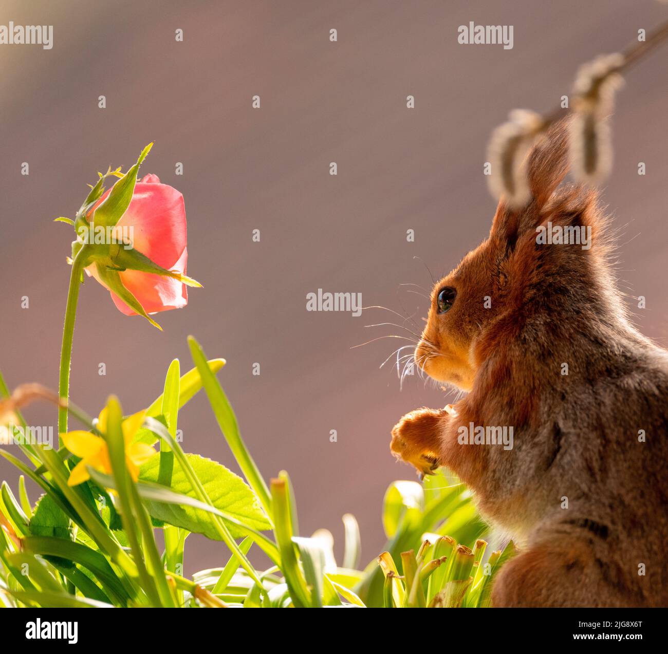 Red squirrel with a rose hi-res stock photography and images - Alamy