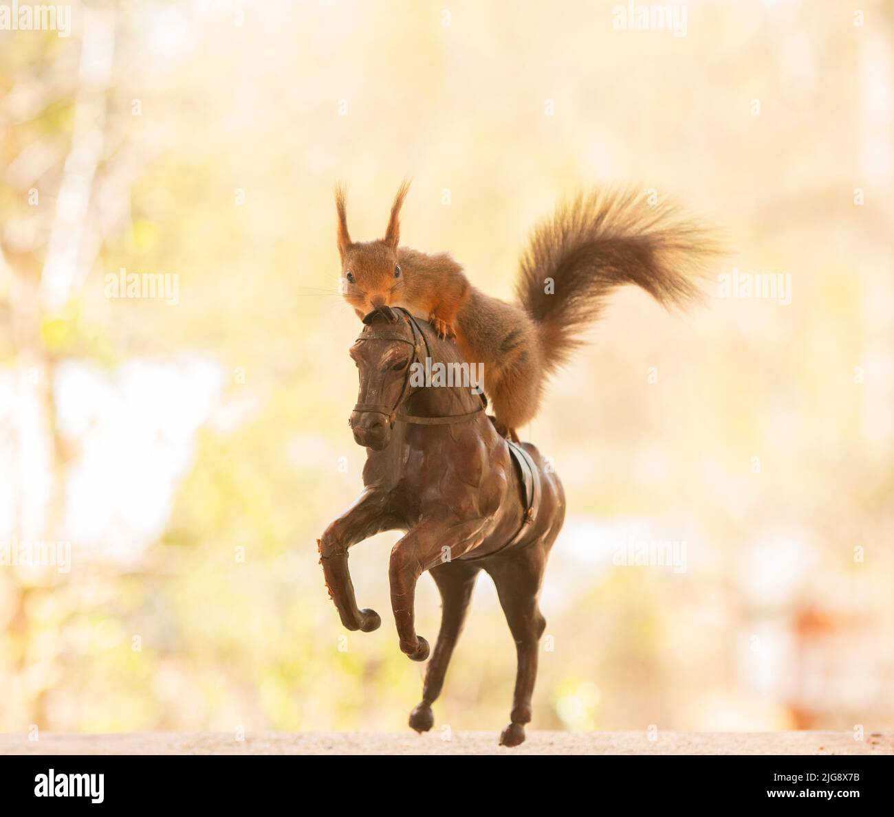 Toy race horse hi-res stock photography and images - Alamy