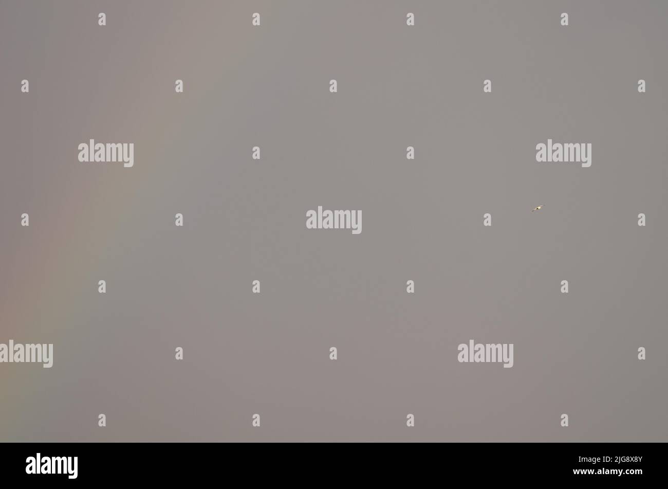 Rainbow and yellow-legged gull Larus michaellis atlantis in flight ...