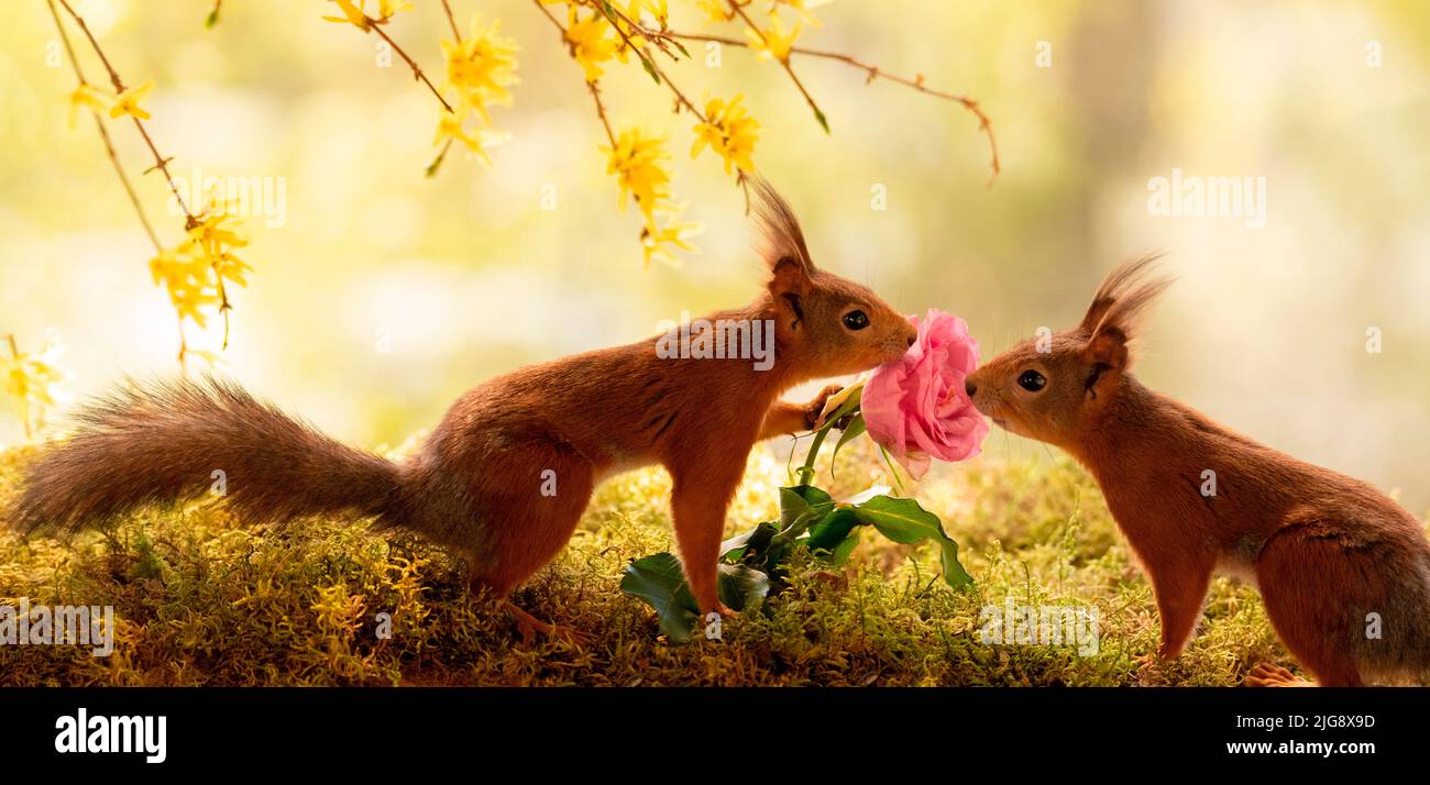 Red squirrels with a rose hi-res stock photography and images - Alamy