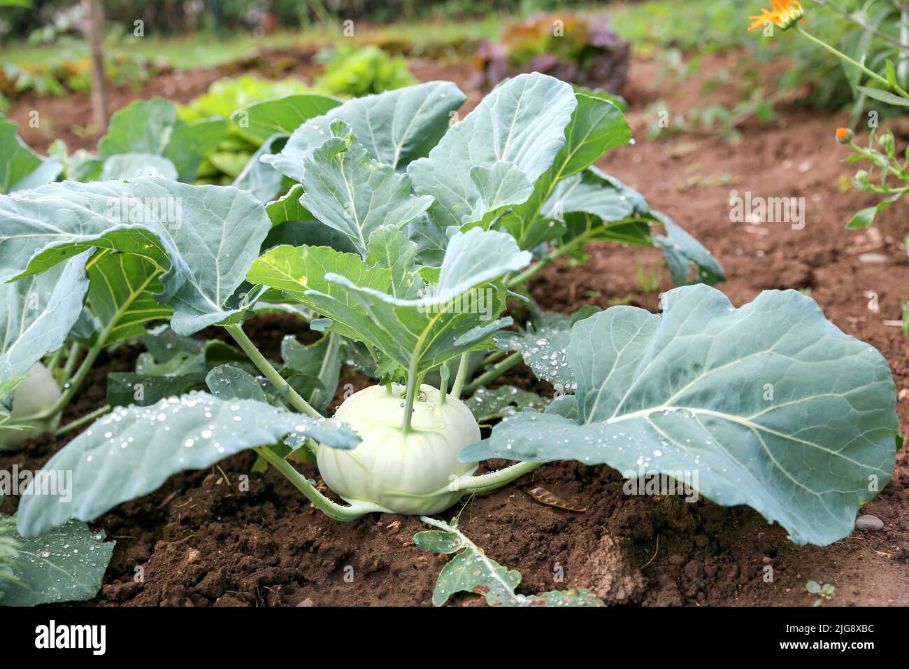 Kohlrabi harvest hi-res stock photography and images - Alamy