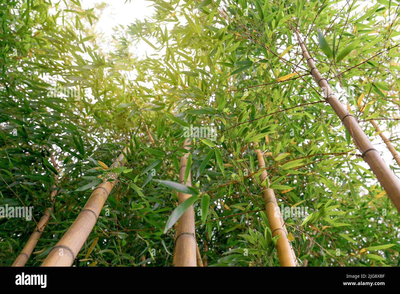 Impressive bamboo forest in nature Stock Photo - Alamy