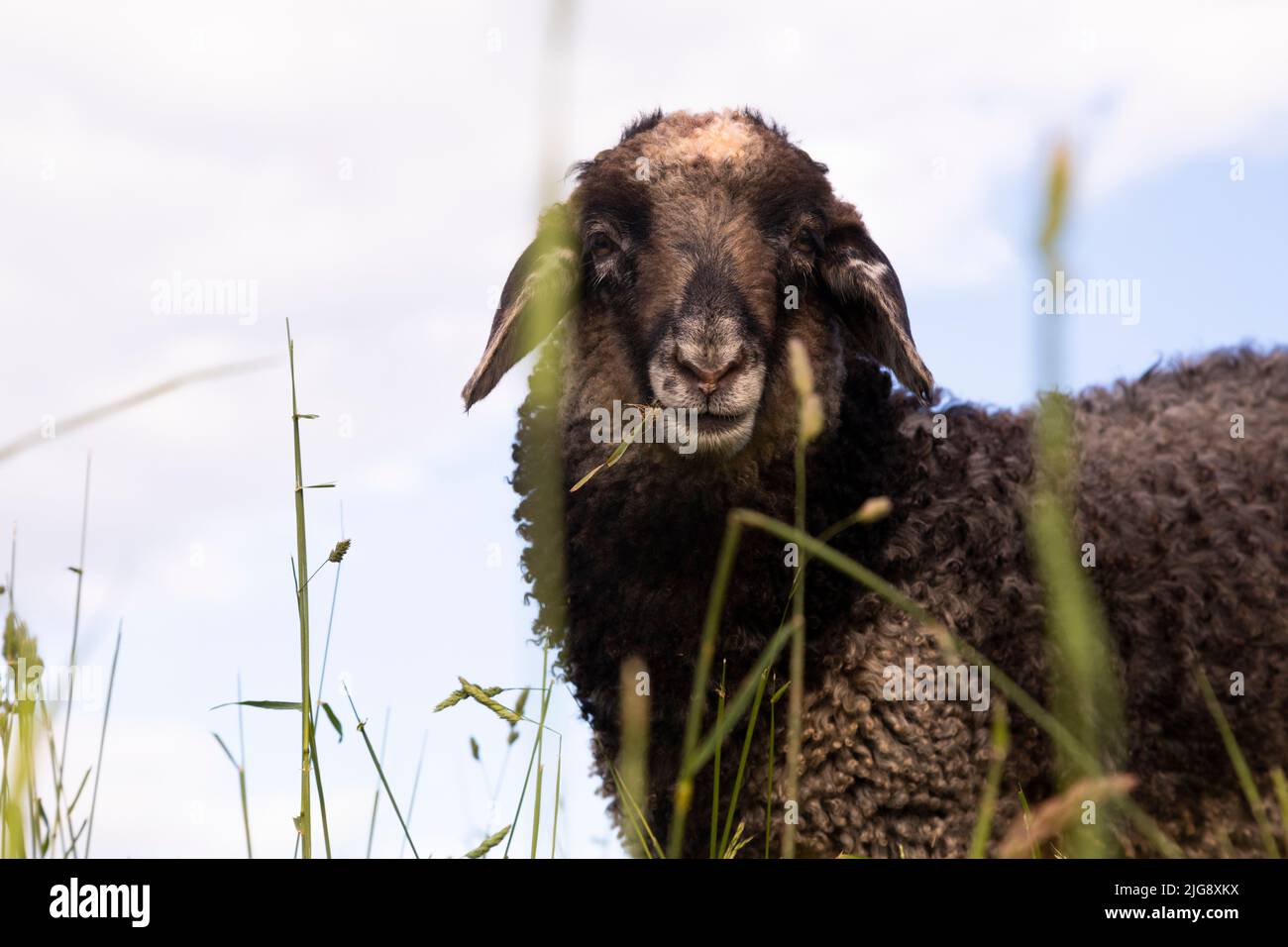 Portrait of a stone sheep Stock Photo - Alamy