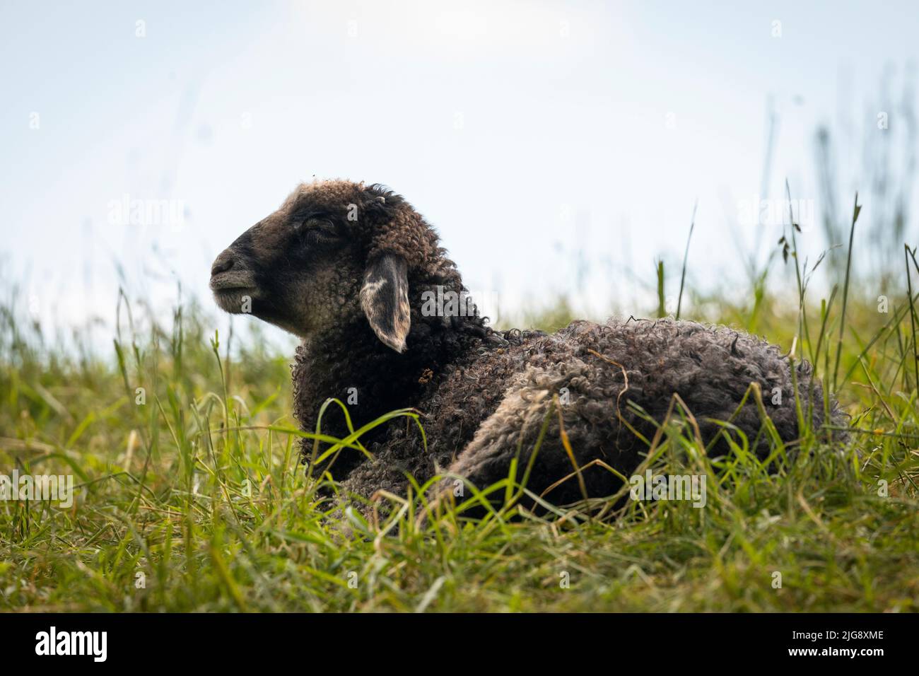 Sheep lamb lies on the meadow Stock Photo - Alamy