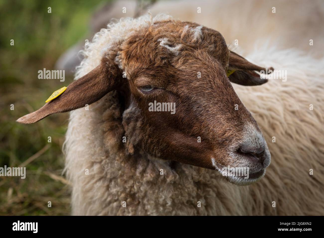 Portrait of a stone sheep Stock Photo - Alamy