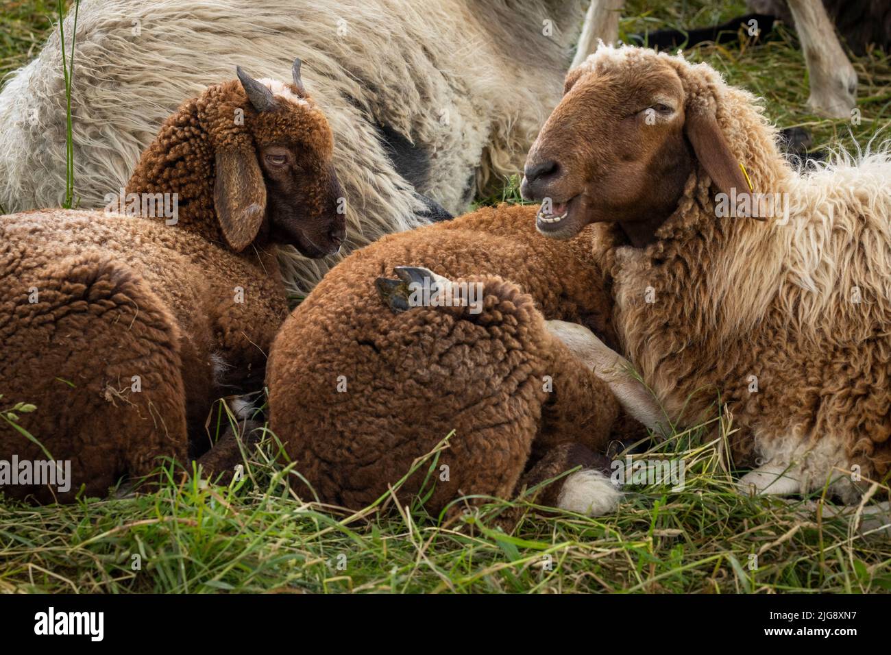 Sheep sleep together in the pasture hi-res stock photography and images ...