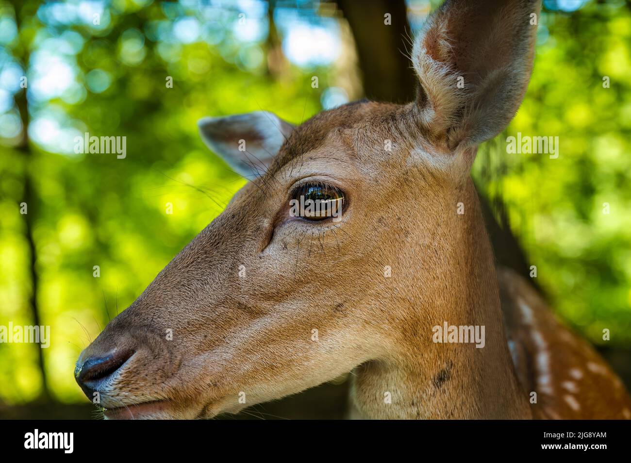 Reh hirsch gras hi-res stock photography and images - Alamy