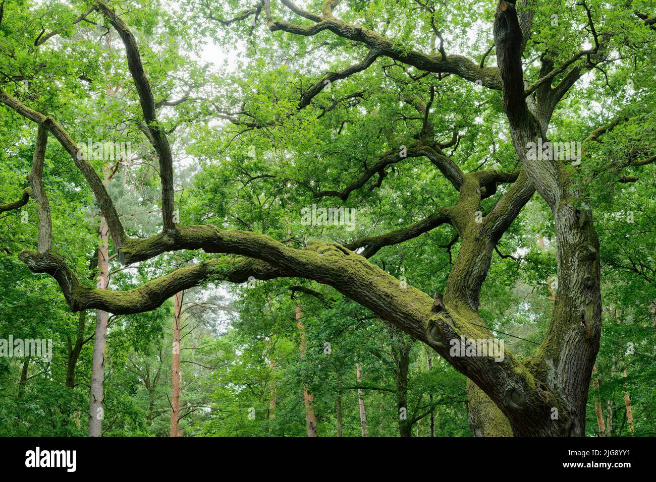 Lady boom boom hi-res stock photography and images - Alamy