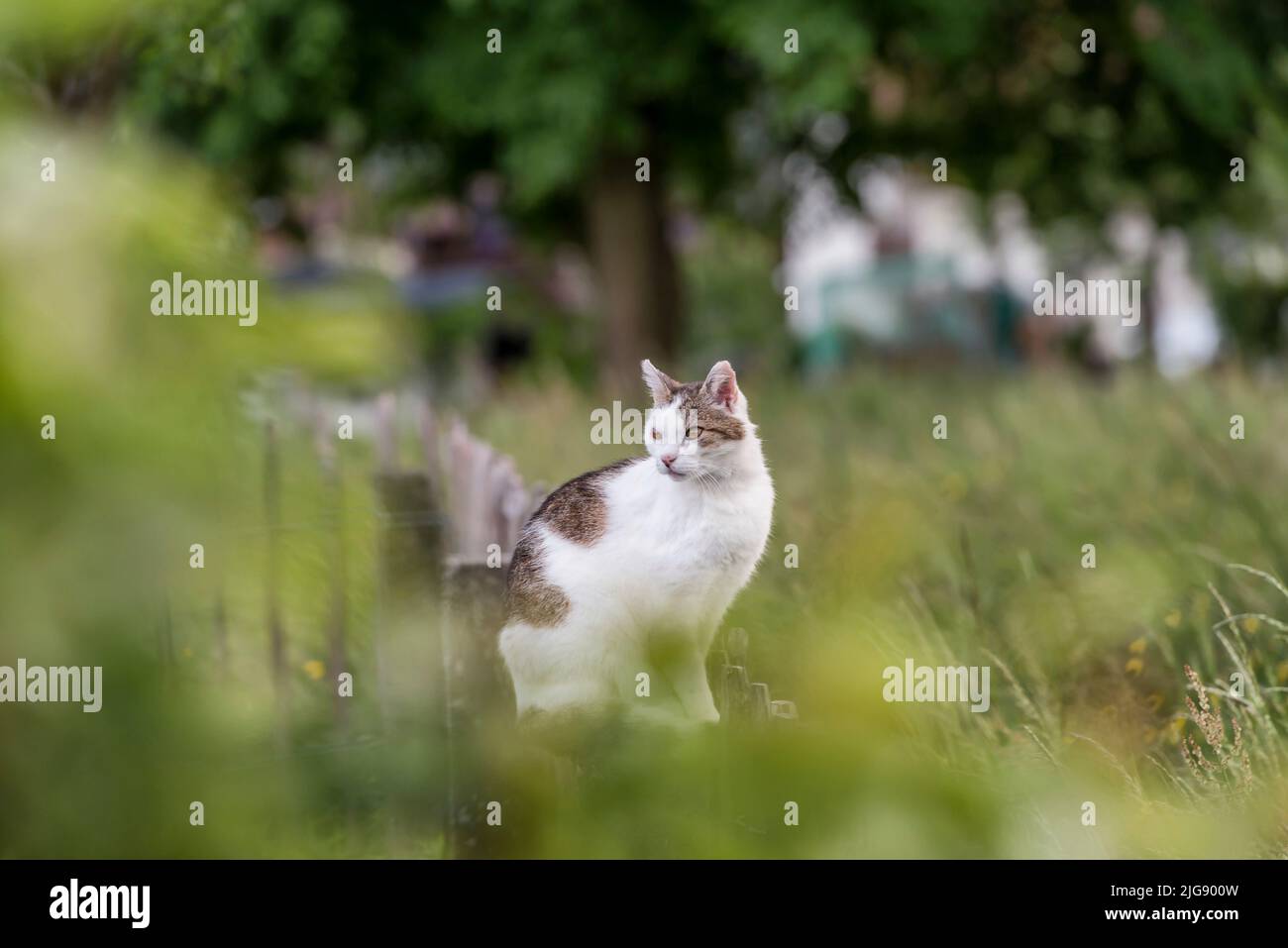 Domestic cat on fence hi-res stock photography and images - Alamy