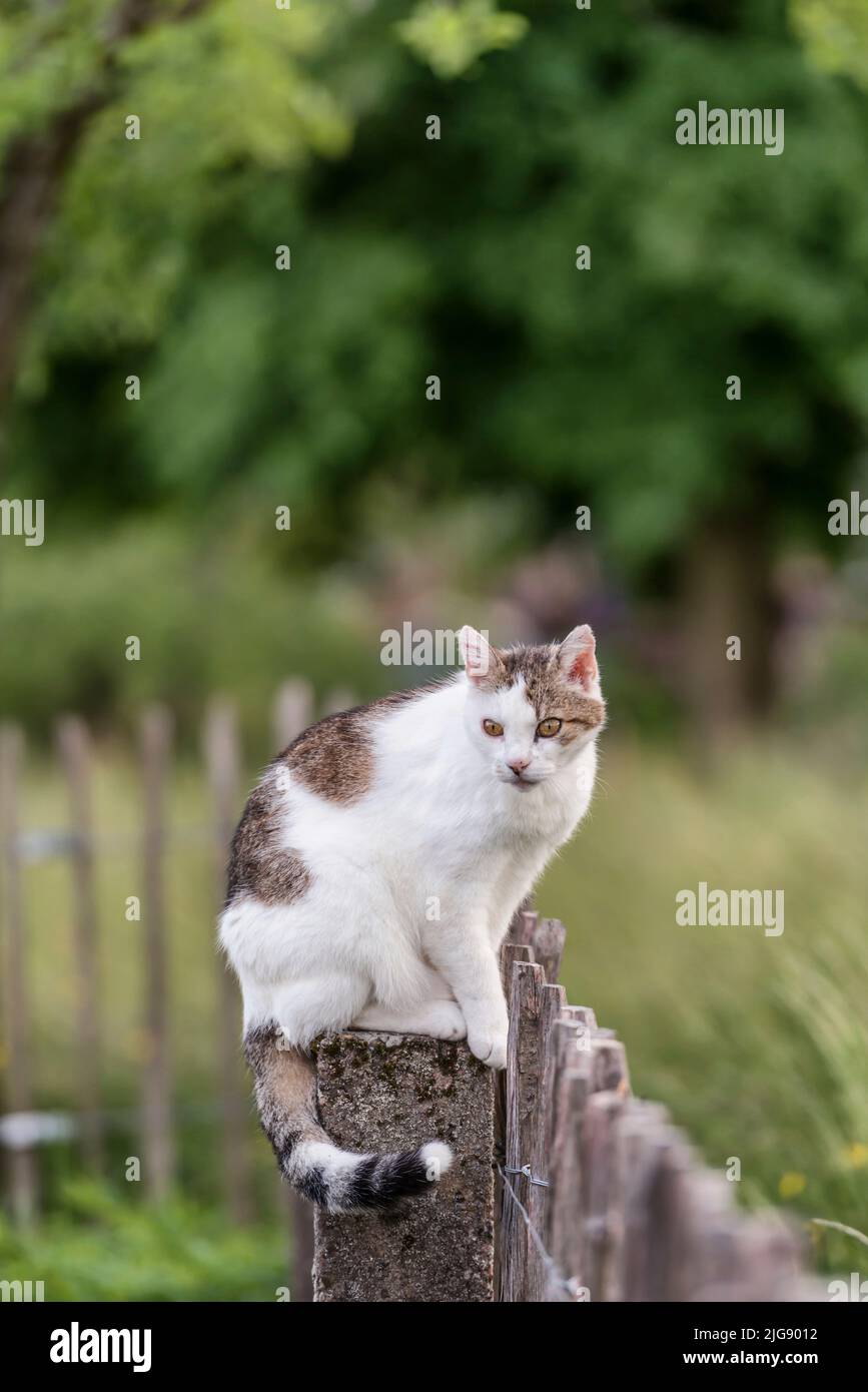 Cat lurking on a fence post Stock Photo - Alamy