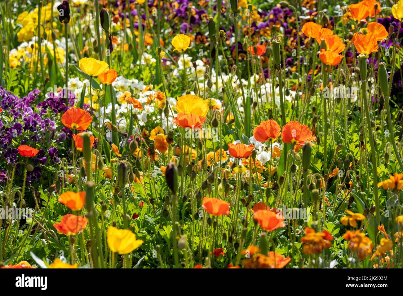 Flower rich meadows hi-res stock photography and images - Alamy