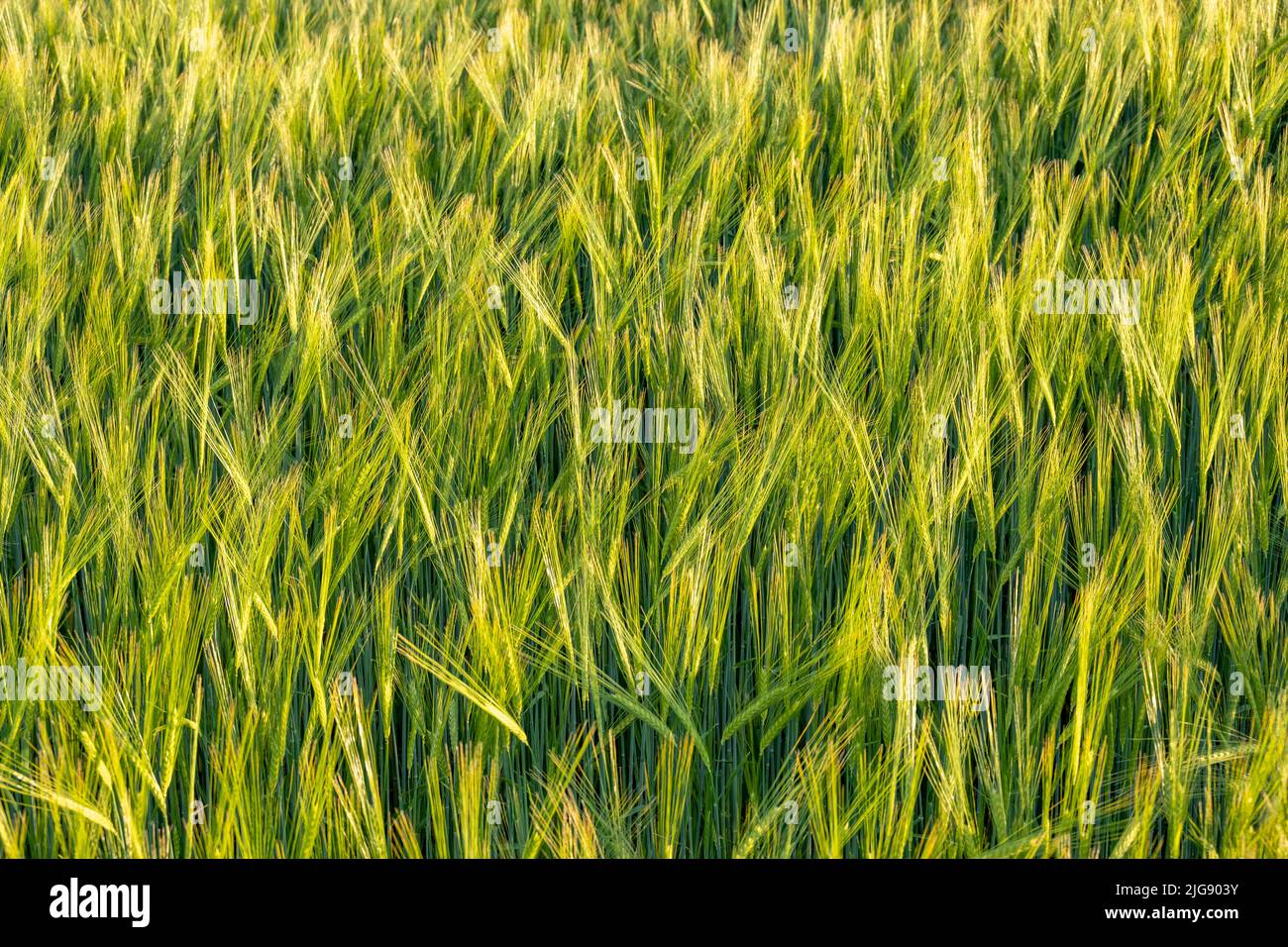 Barley field grain in hi-res stock photography and images - Alamy