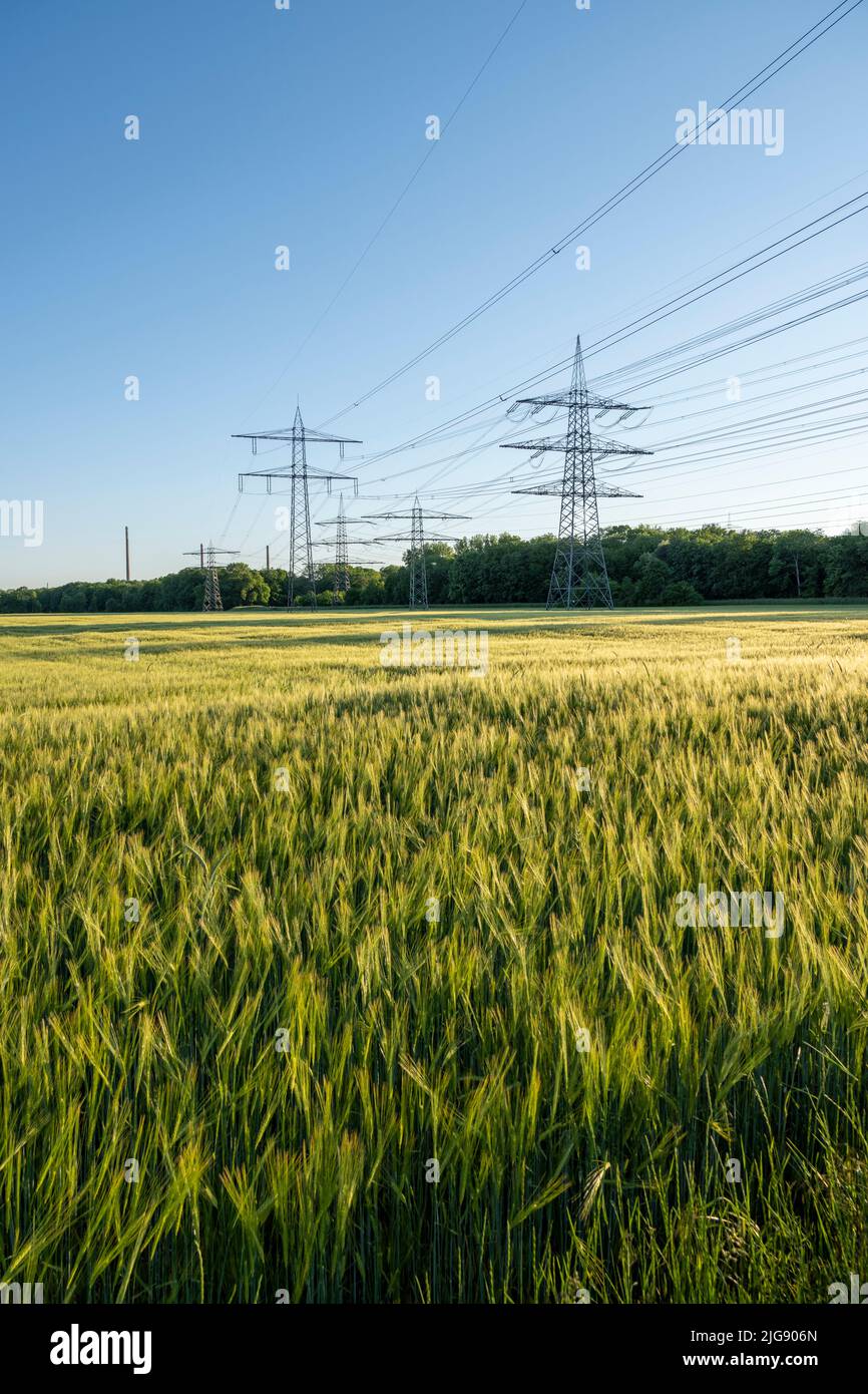 Overhead power lines in a grain field hi-res stock photography and ...
