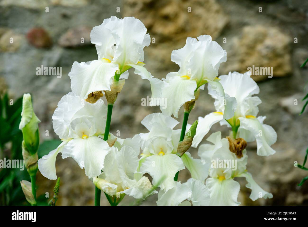 Irises white hi-res stock photography and images - Alamy