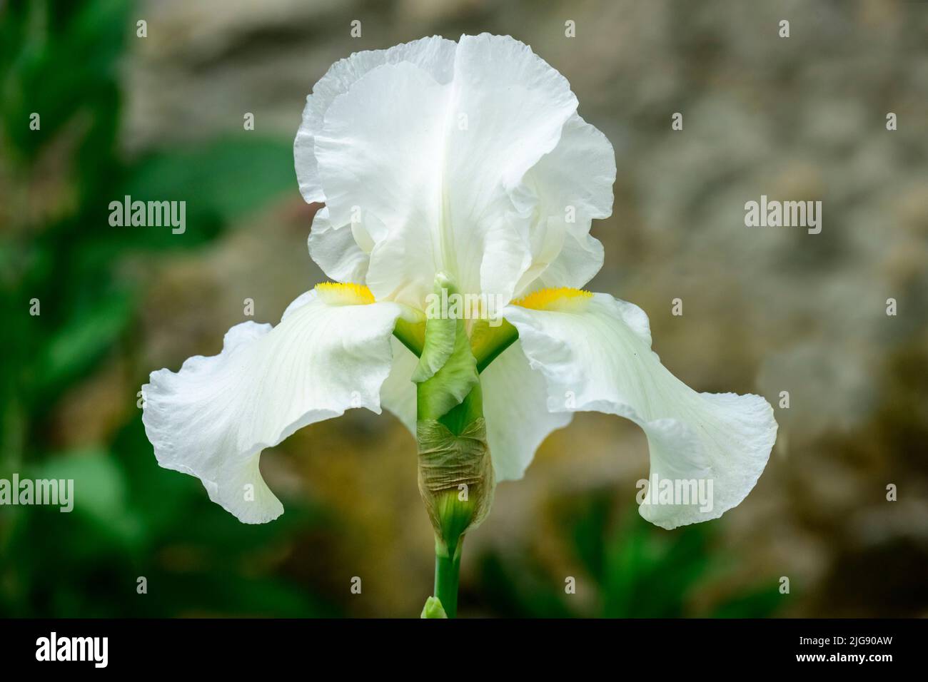 Irises white hi-res stock photography and images - Alamy