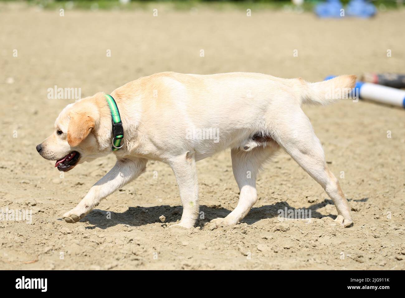 Beautiful young labrador enjoy the summer outdoors Stock Photo - Alamy