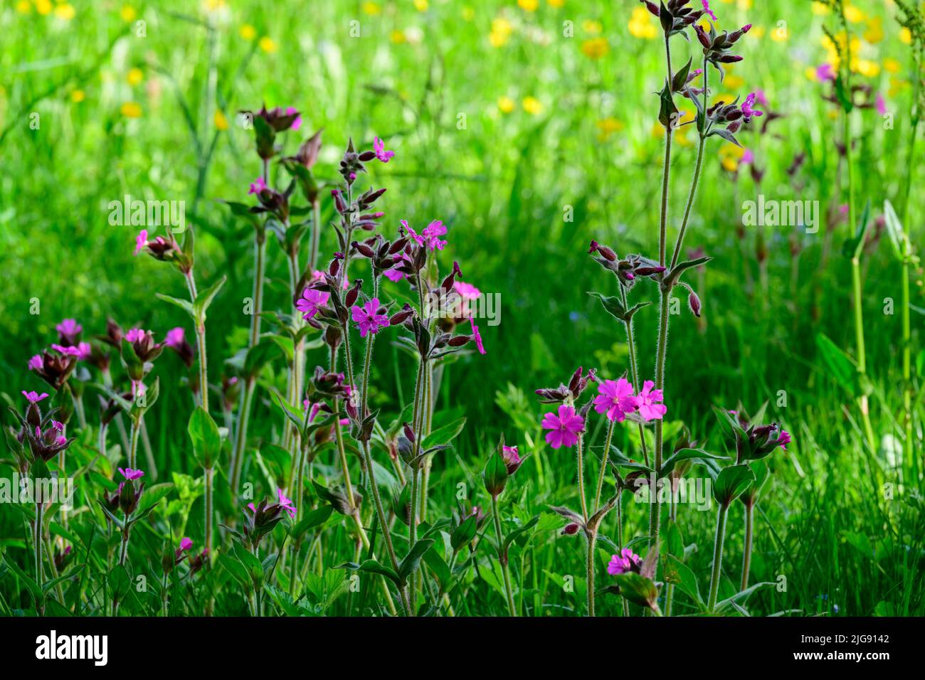 Blood carnation hi-res stock photography and images - Alamy