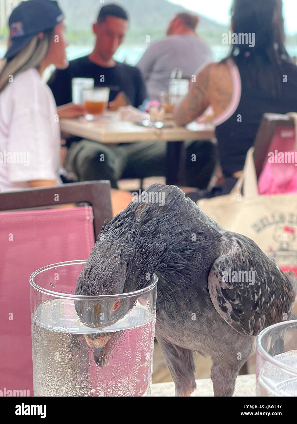 A bird drink water from a glass in an outdoors cafe Stock Photo - Alamy