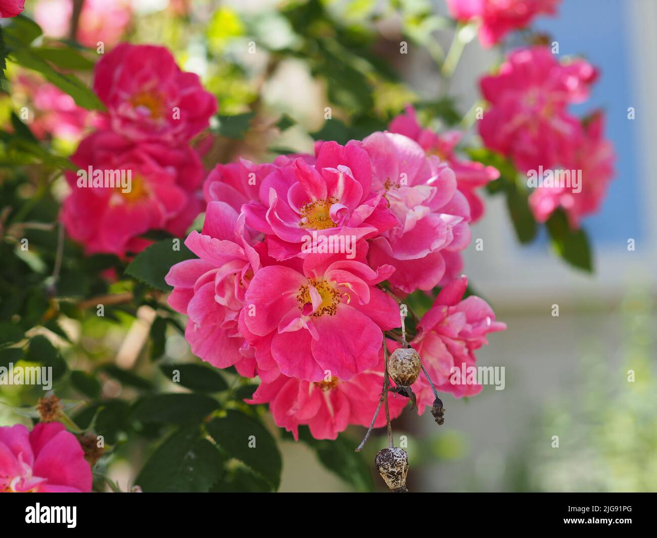 Beautiful blossom of a red rose (Rosa gallica) in a garden in Ottawa ...