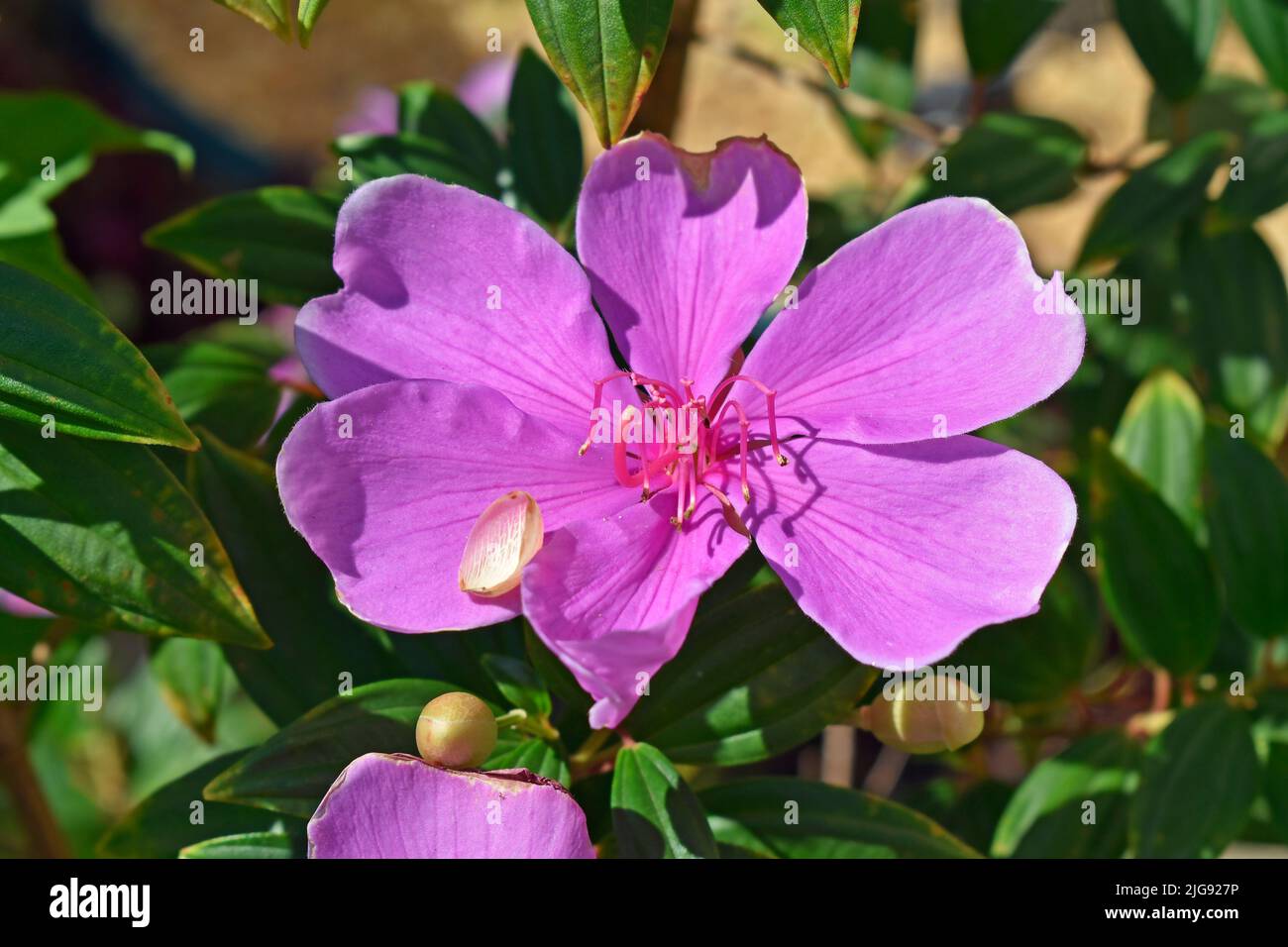 Silverleafed Princess flower (Tibouchina mutabilis) on garden Stock ...