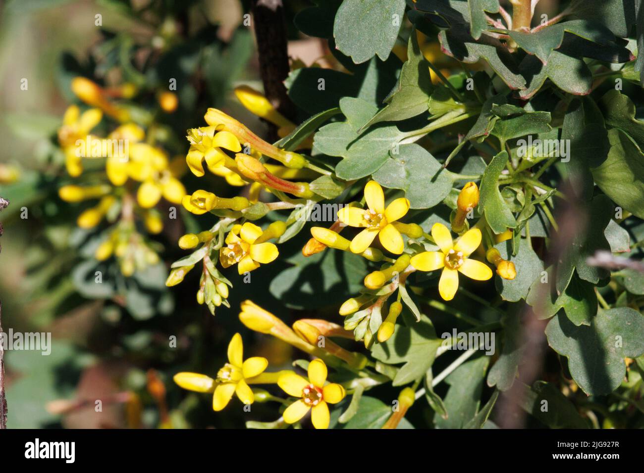 Family grossulariaceae hi-res stock photography and images - Alamy