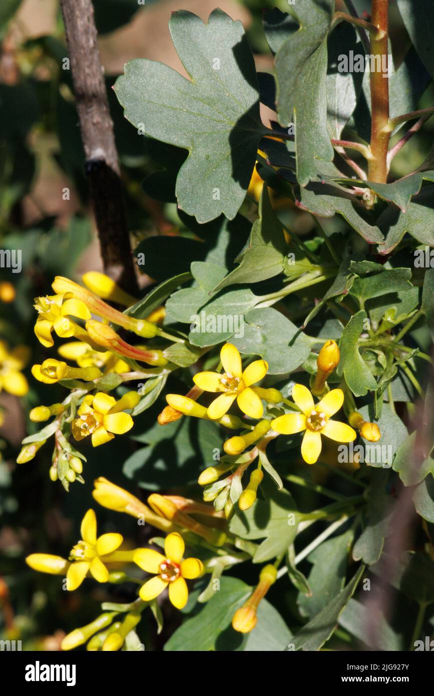 Yellow flowering indeterminate raceme inflorescences of Ribes Aureum ...