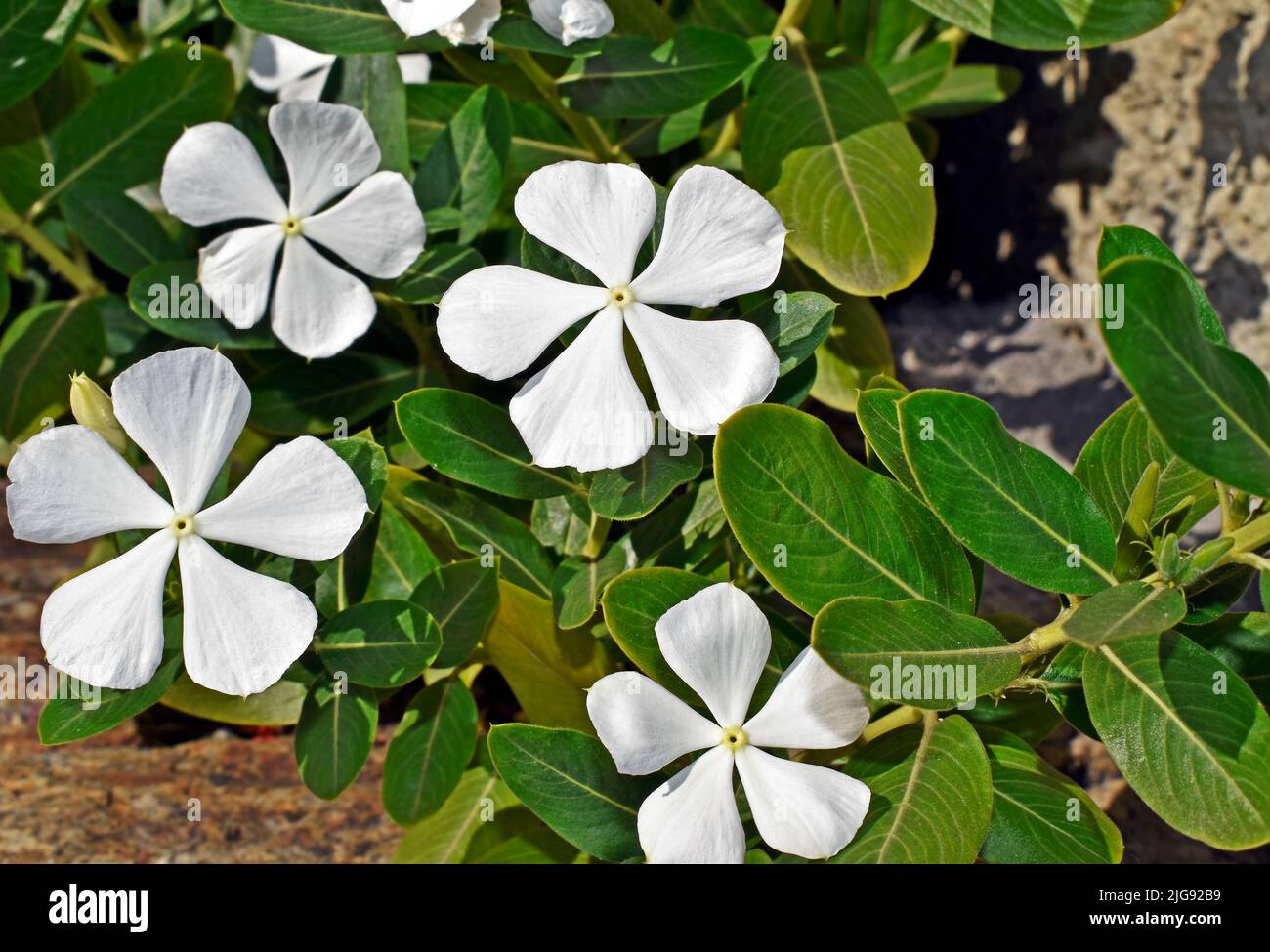 Madagascar periwinkle or Cape periwinkle flowers (Catharanthus roseus ...