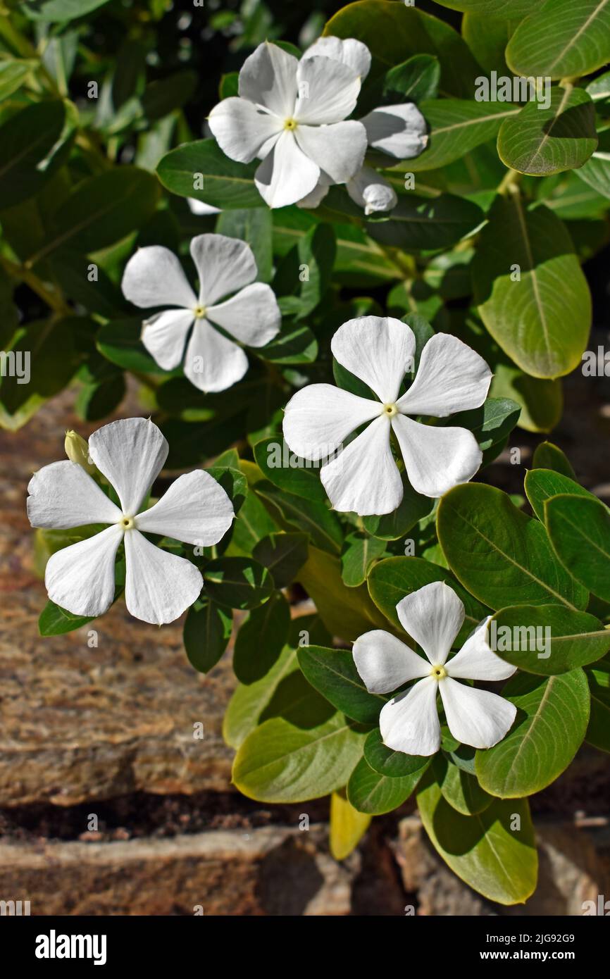 Madagascar periwinkle or Cape periwinkle flowers (Catharanthus roseus ...