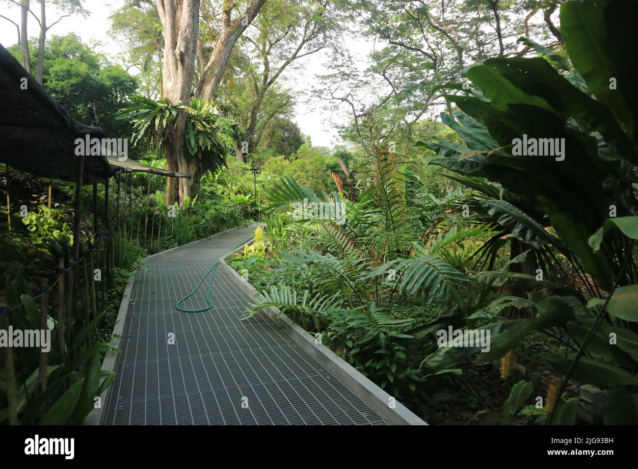 A walkway surrounded by trees and plants Stock Photo - Alamy