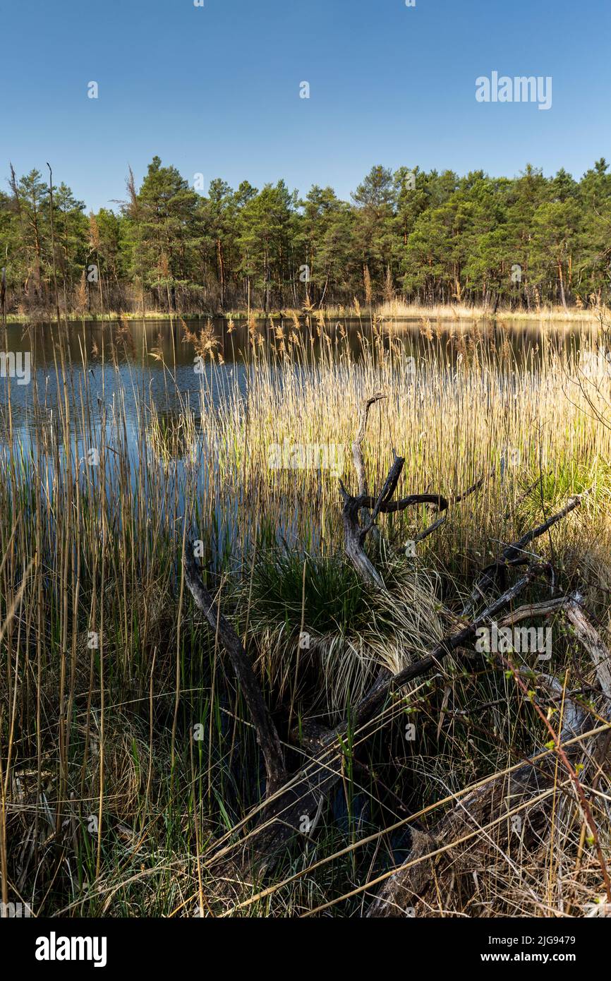 Europe, Poland, Lower Silesia, Przemkow Landscape Park - Torfowisko ...