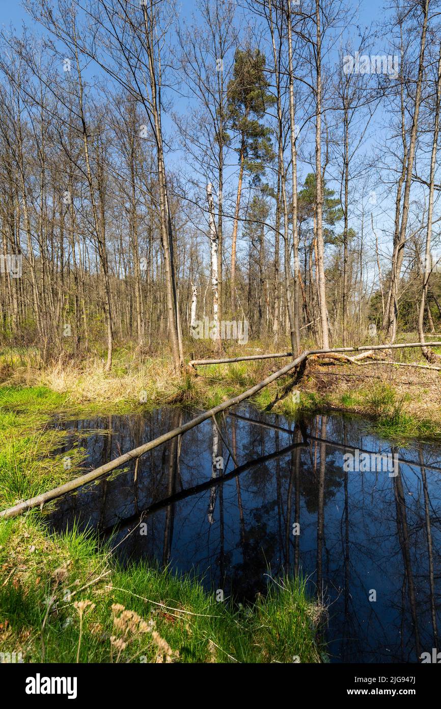 Europe, Poland, Lower Silesia, Przemkow Landscape Park - Torfowisko ...